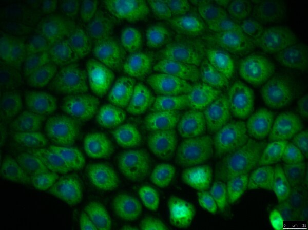 16HBE14o- Human Bronchial Epithelial Cell Line | SCC150
